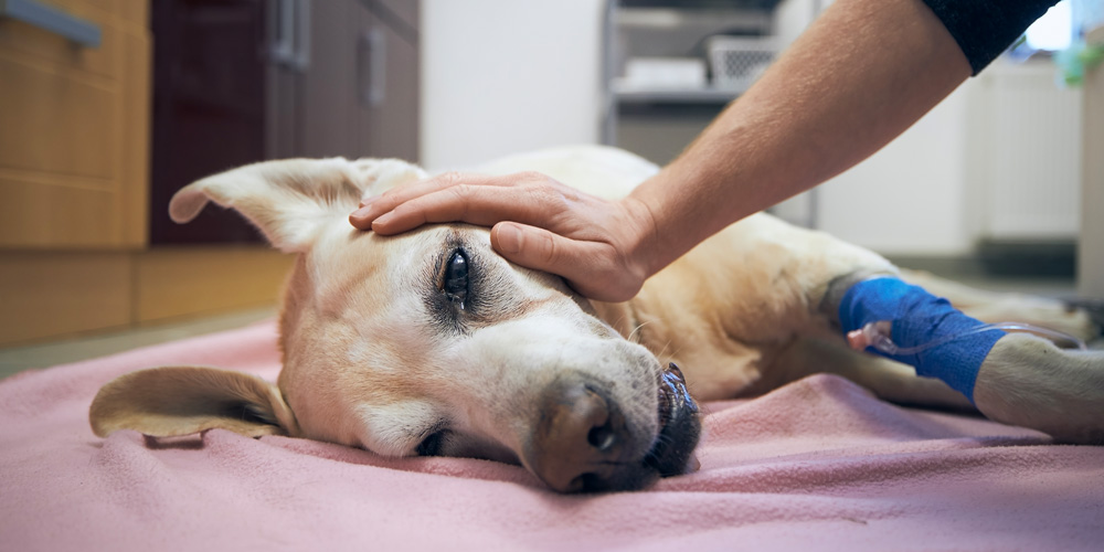 Can You Contract an STD from Your Dog or Cat?